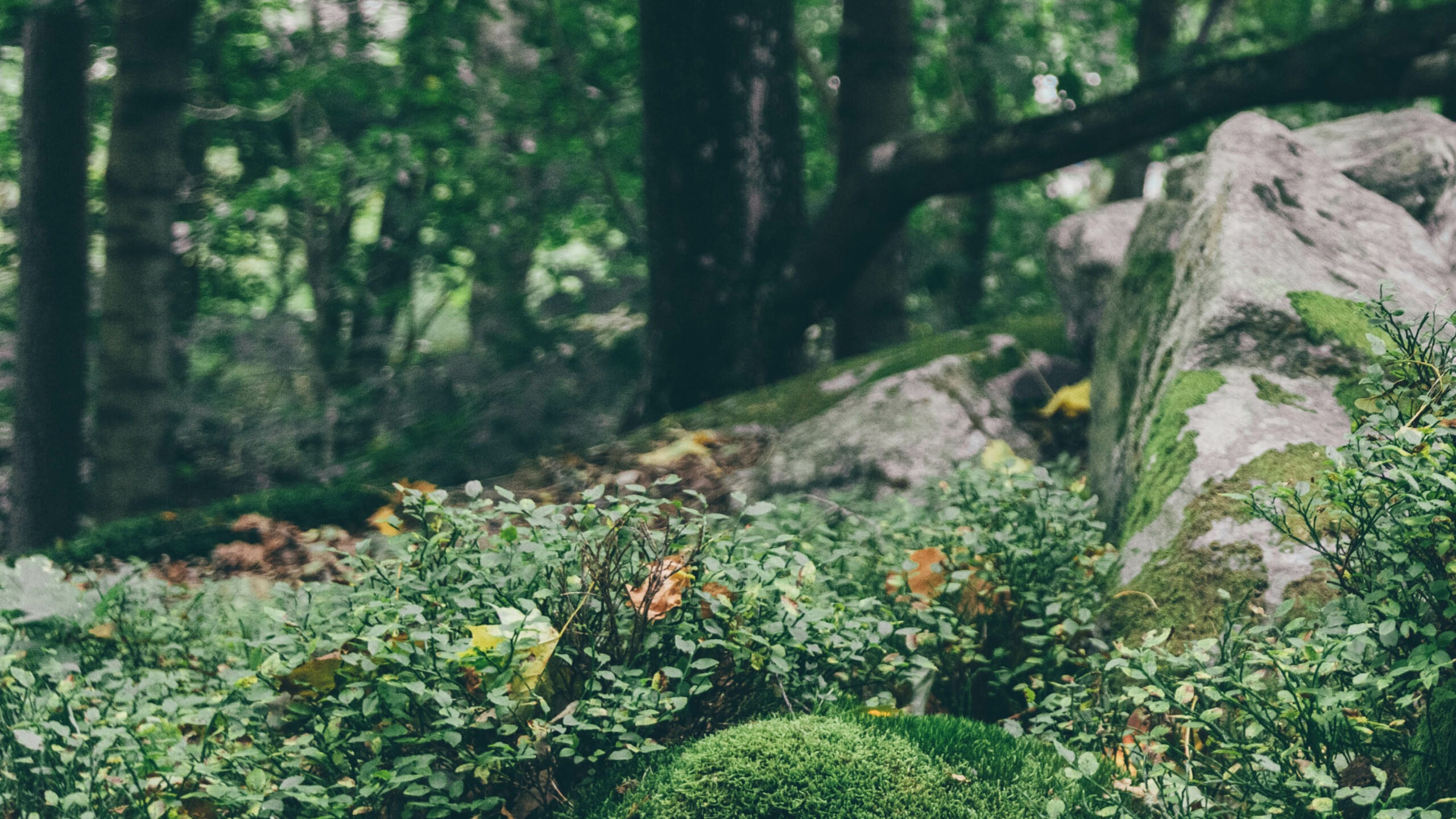 PulPac’s first ever Impact Report - PulPac